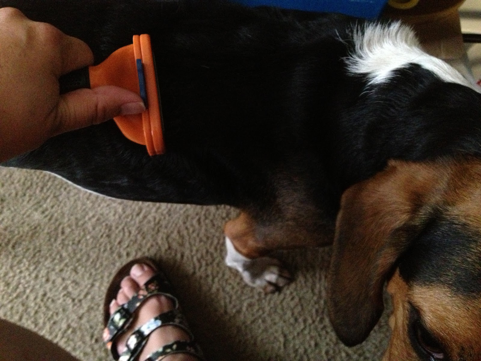 Life With Beagle: FURminator deshedding tool -- REVIEW, plus Amazon sale
