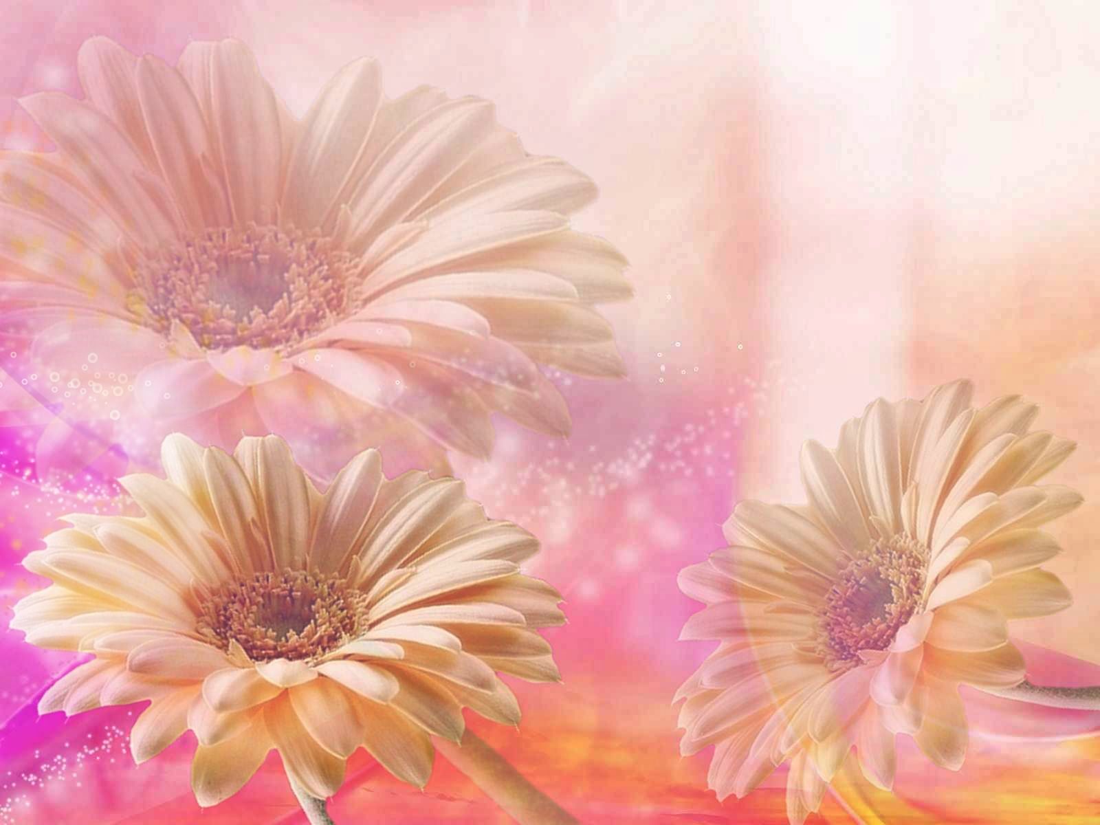 wallpapers flowers,fondos flores colores pasteles