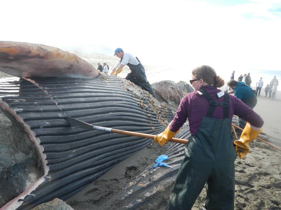 Oregon Beachcomber Blog - What's washing up? : A Whale of a Beach Find