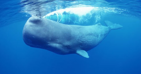Argentina nativa: Cachalote (Physeter macrocephalus)