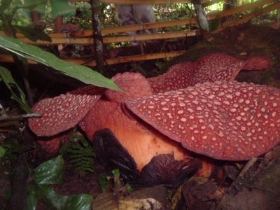 Padma Raksasa (Rafflesia Arnoldii) | Gosip Gambar