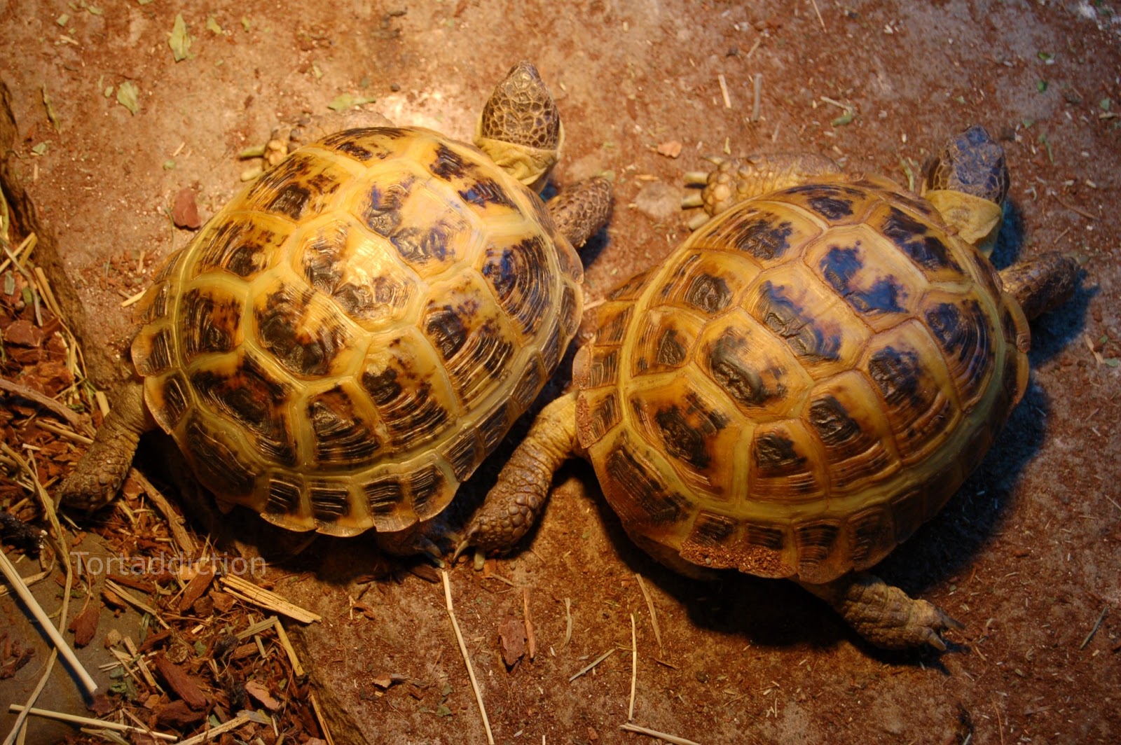 Tortaddiction: Synchronized tortoise basking
