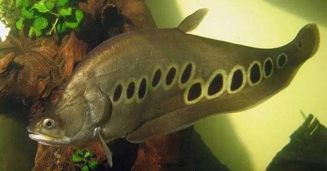 25+ Gambar Ikan Belida