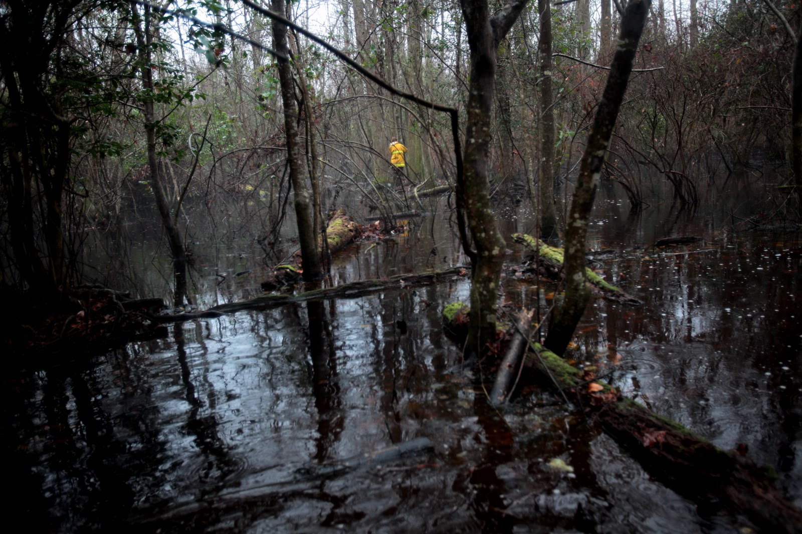 The Log of Spartina: a walk through the swamp