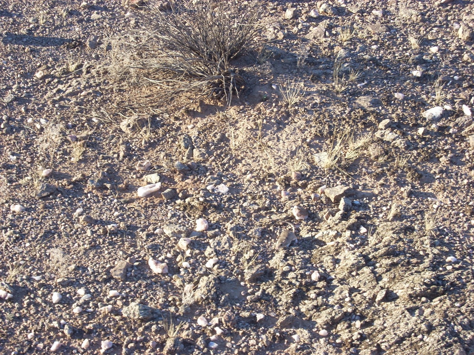Desert Soils Blog: Get to Know Desert Soils