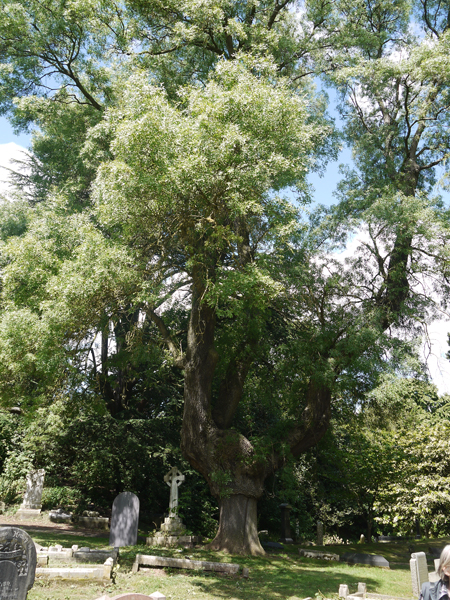 Coventry Trees: Coventry Trees