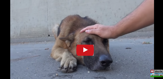 Distraught Dog Was Trapped With No Way Out, Until Kind Humans Come To ...