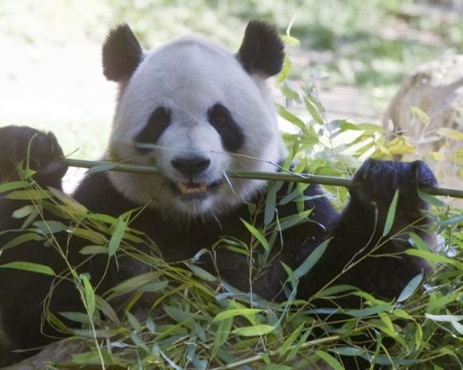 -My Ilustration-: Daun Bambu Favorit