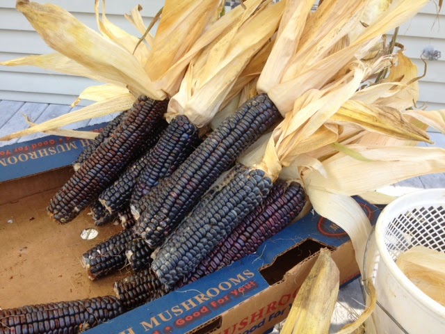 Heart and Sole Food: Hopi corn, a delicious heirloom