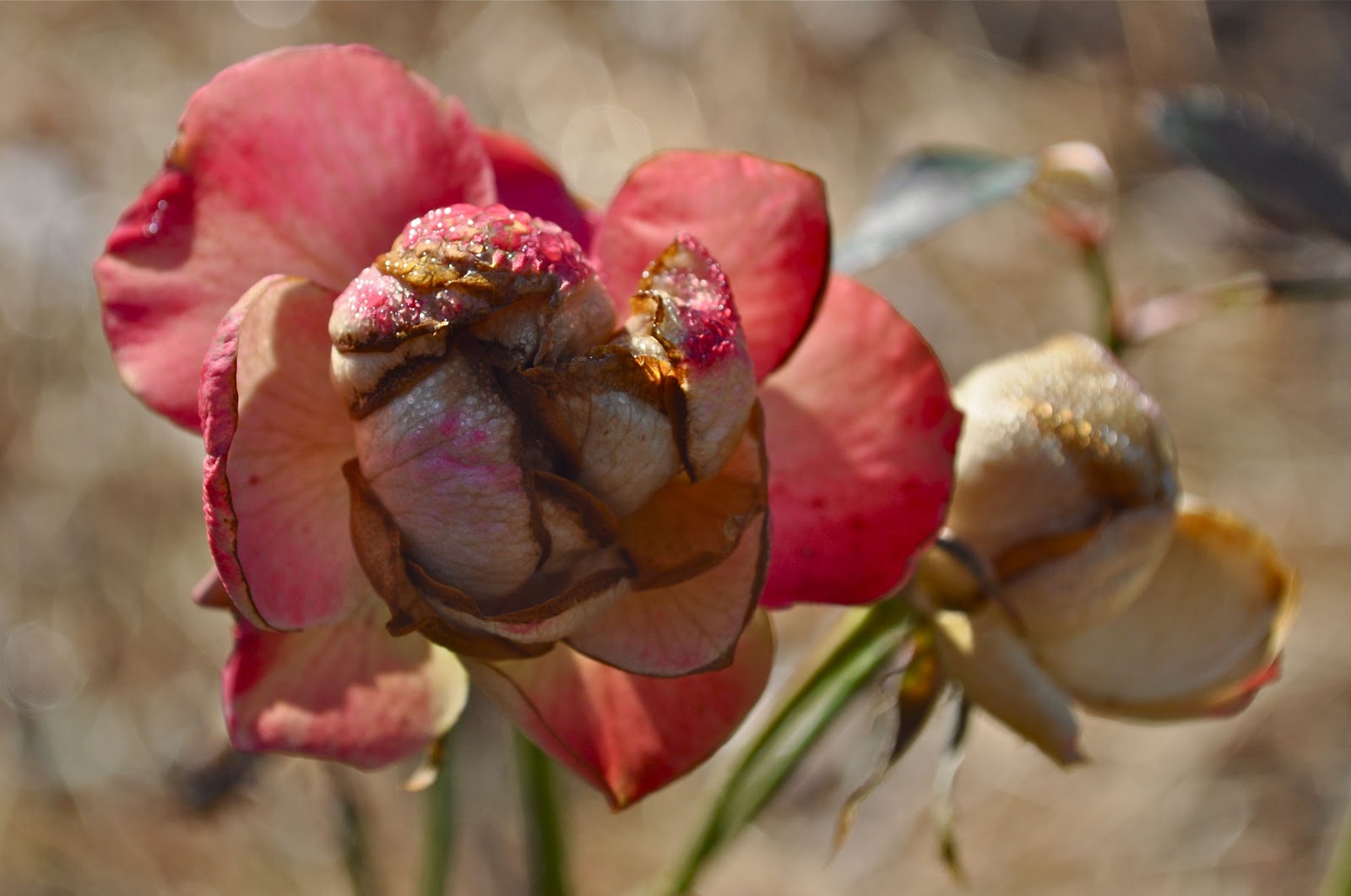 Wit's End: Apoptosis and Cosmeticism