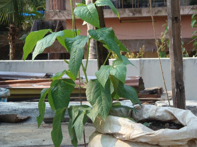 Organic micro farm and vegetable terrace garden : Growing Long Bean ...