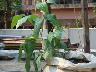 Organic micro farm and vegetable terrace garden : Growing Long Bean ...