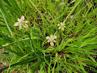 Всё о бегониях и не только...: Морея (Moraea)