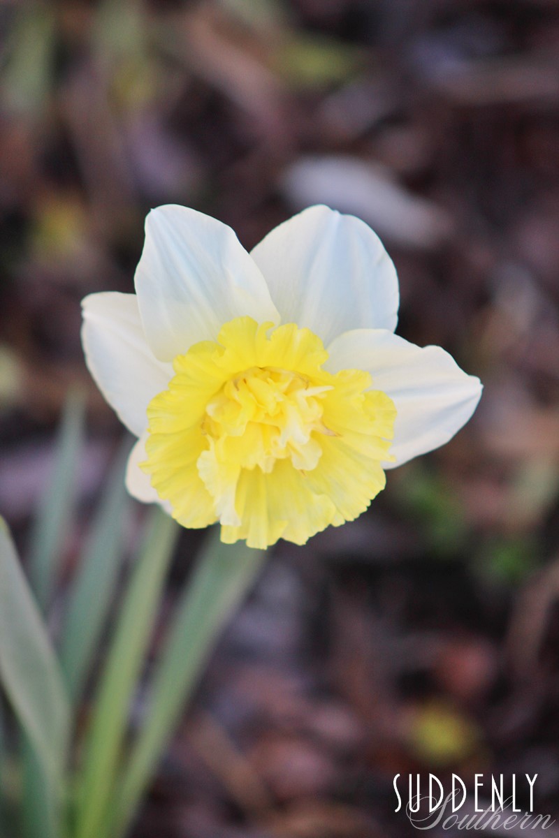 Suddenly Southern : Spring is Here!