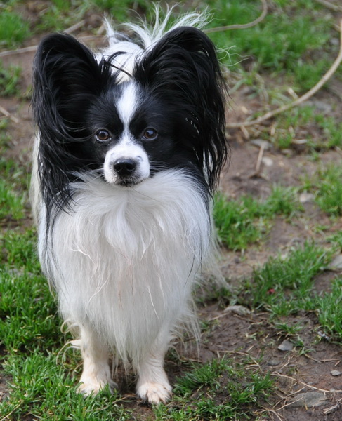 Road's End Papillons : Expected Phalene + Papillon Puppies in April 2012