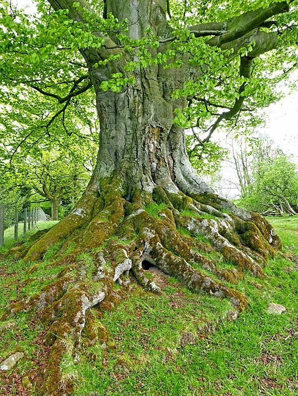 CABINET OF CURIOSITIES: The amazing hidden world of tree root systems