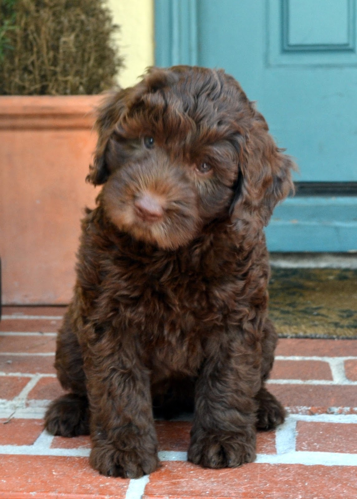 Golden Gate Labradoodles: Authentic Australian Labradoodles: Male ...