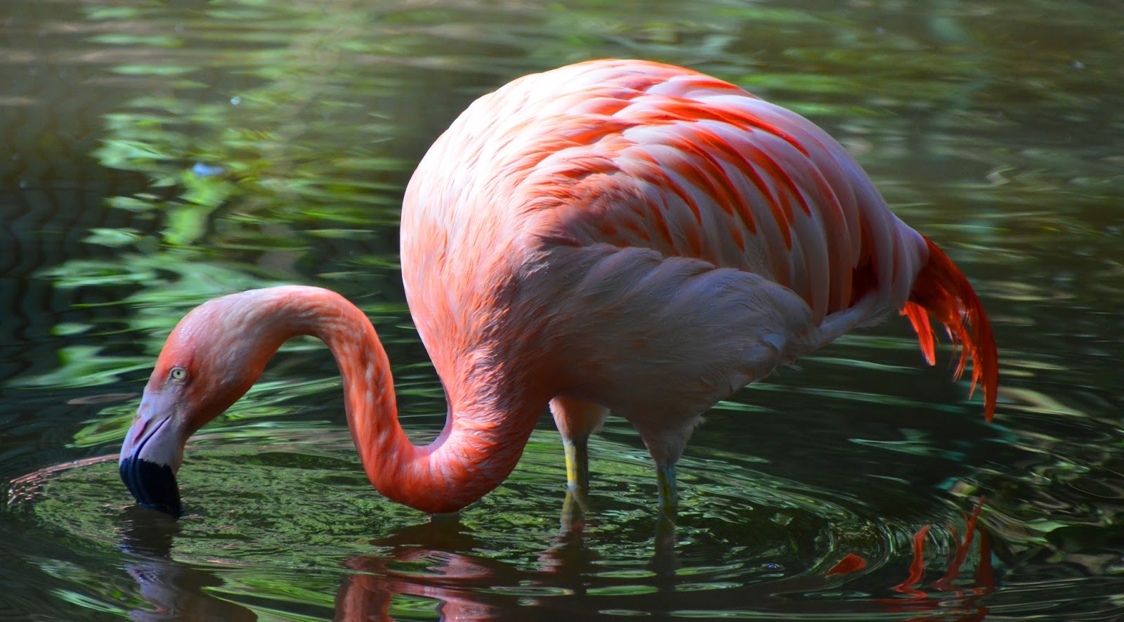 Flamingo Yt