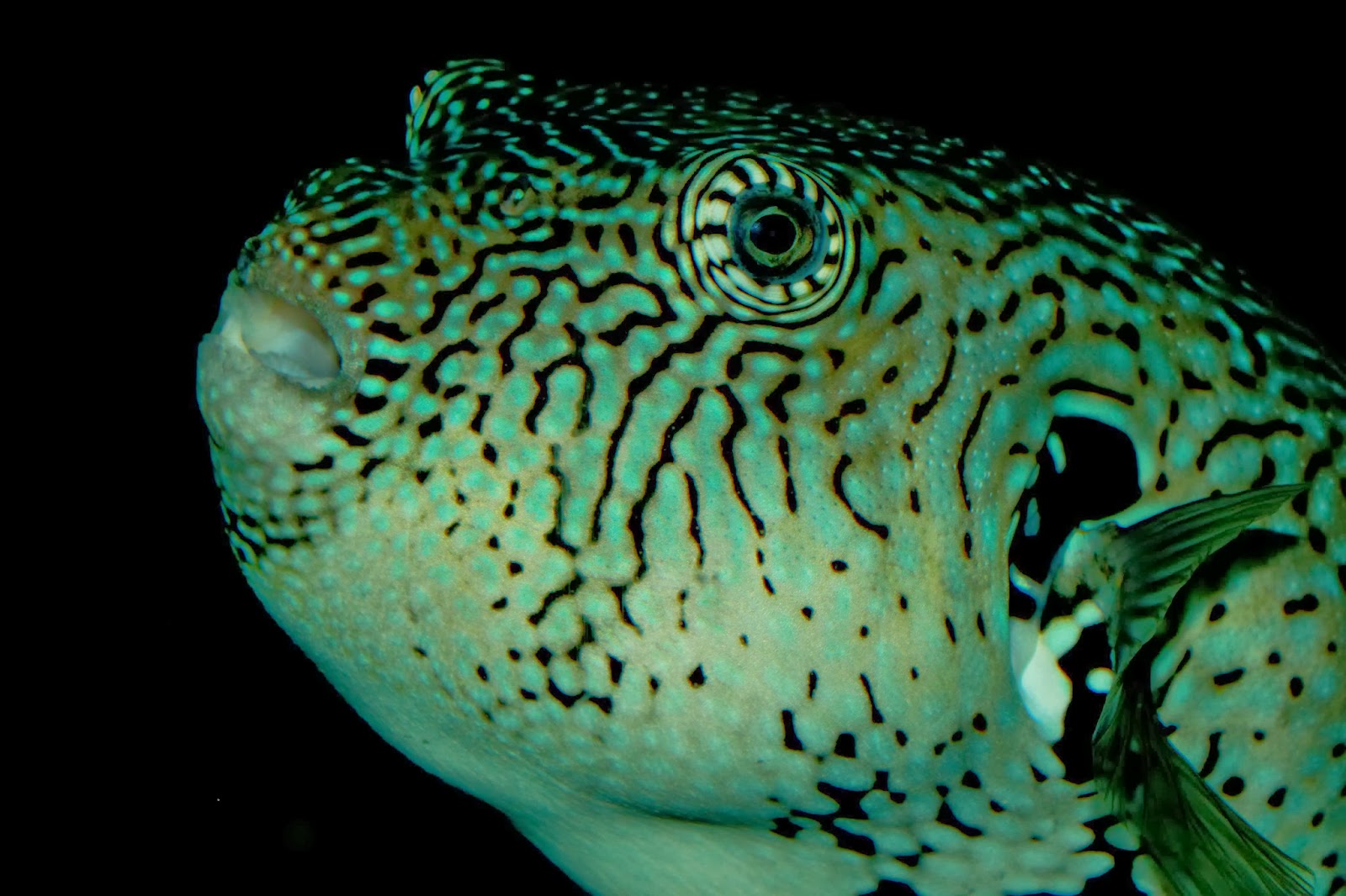 FELIPECHE VIDEO: Poisson globe des profondeurs de la mer rouge