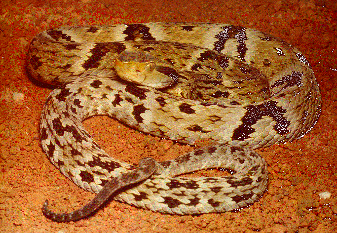 TOXINS PRESENT IN THE BRAZILIAN FAUNA AND FLORA WITH POTENTIAL MEDICAL ...