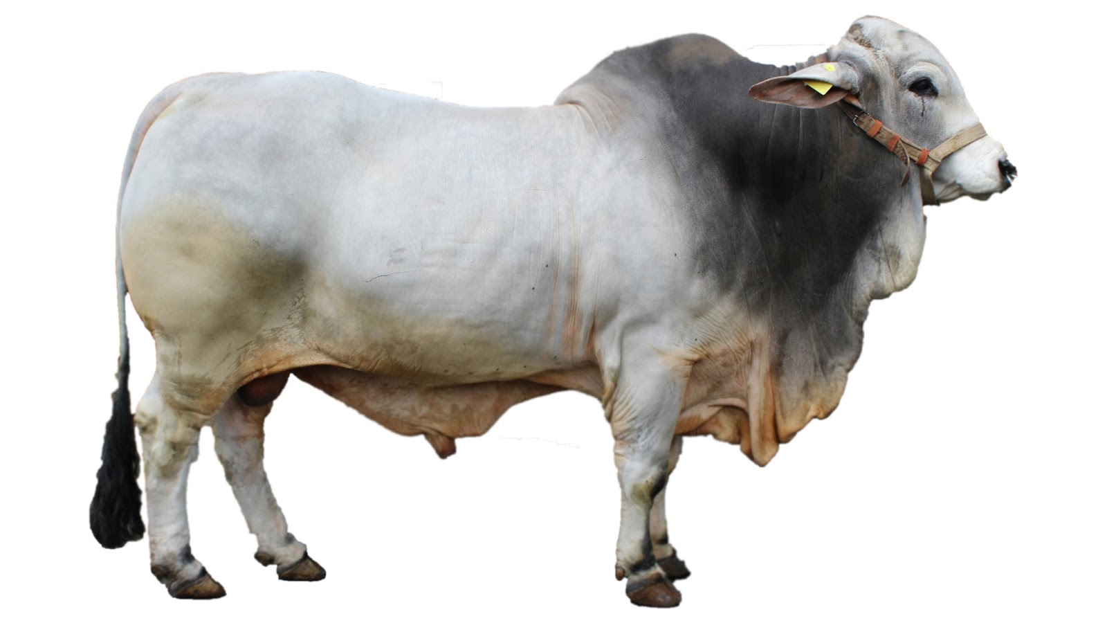 Jenis-jenis sapi,Keunggulan Jenis sapi dan kekurangannya. - farmingcenter