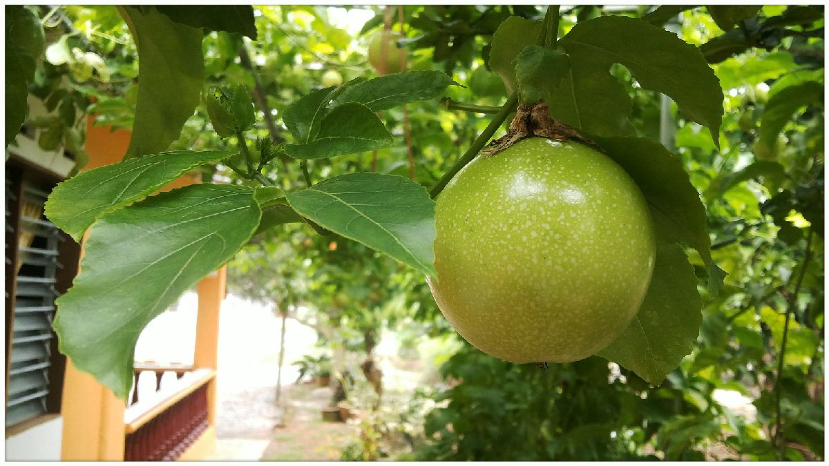 mrkumai.blogspot.com: Pokok Buah Markisa