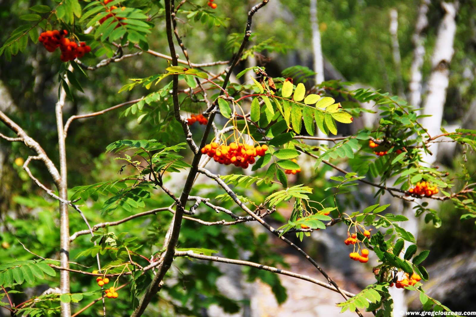 Sorbus aucuparia, un sorbier pour les oiseaux ~ FontaineBleau Passion
