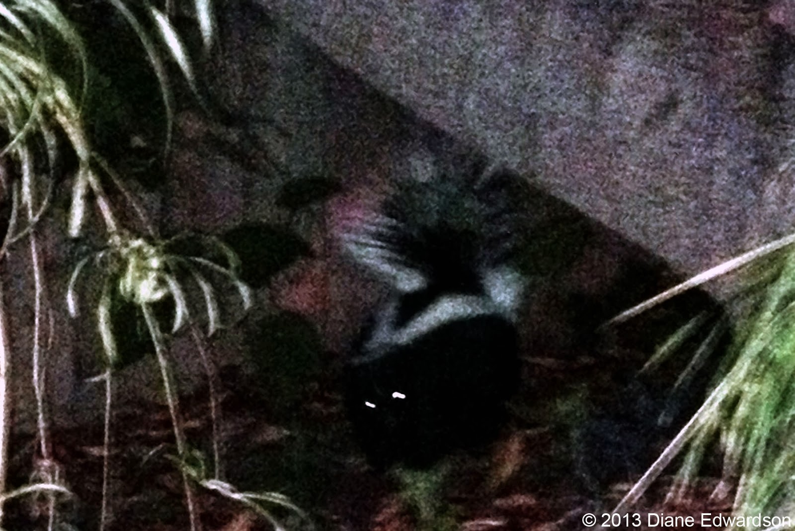 Corralitas Red Car Property: October 2013