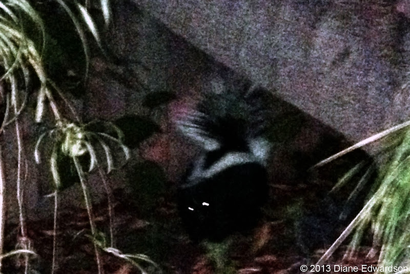 Corralitas Red Car Property: October 2013