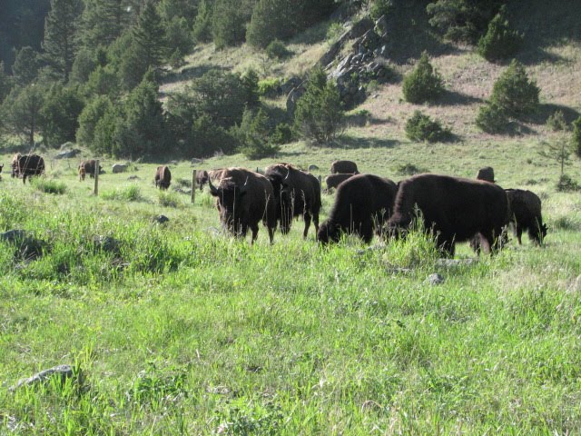 troutbirder: Flying D Ranch