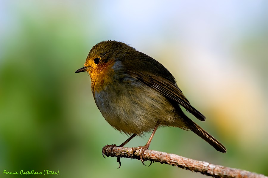 ASILVESTRAO: EL CENTINELA DEL BOSQUE