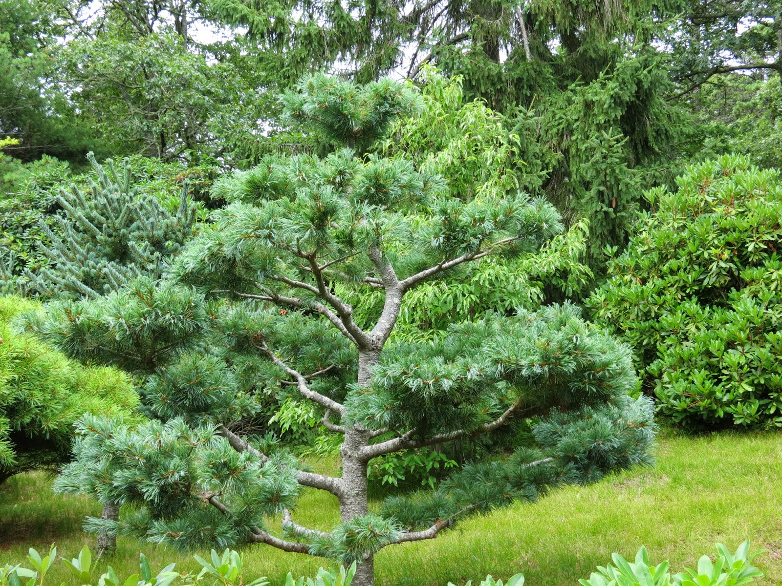 Flashback to Mytoi Gardens