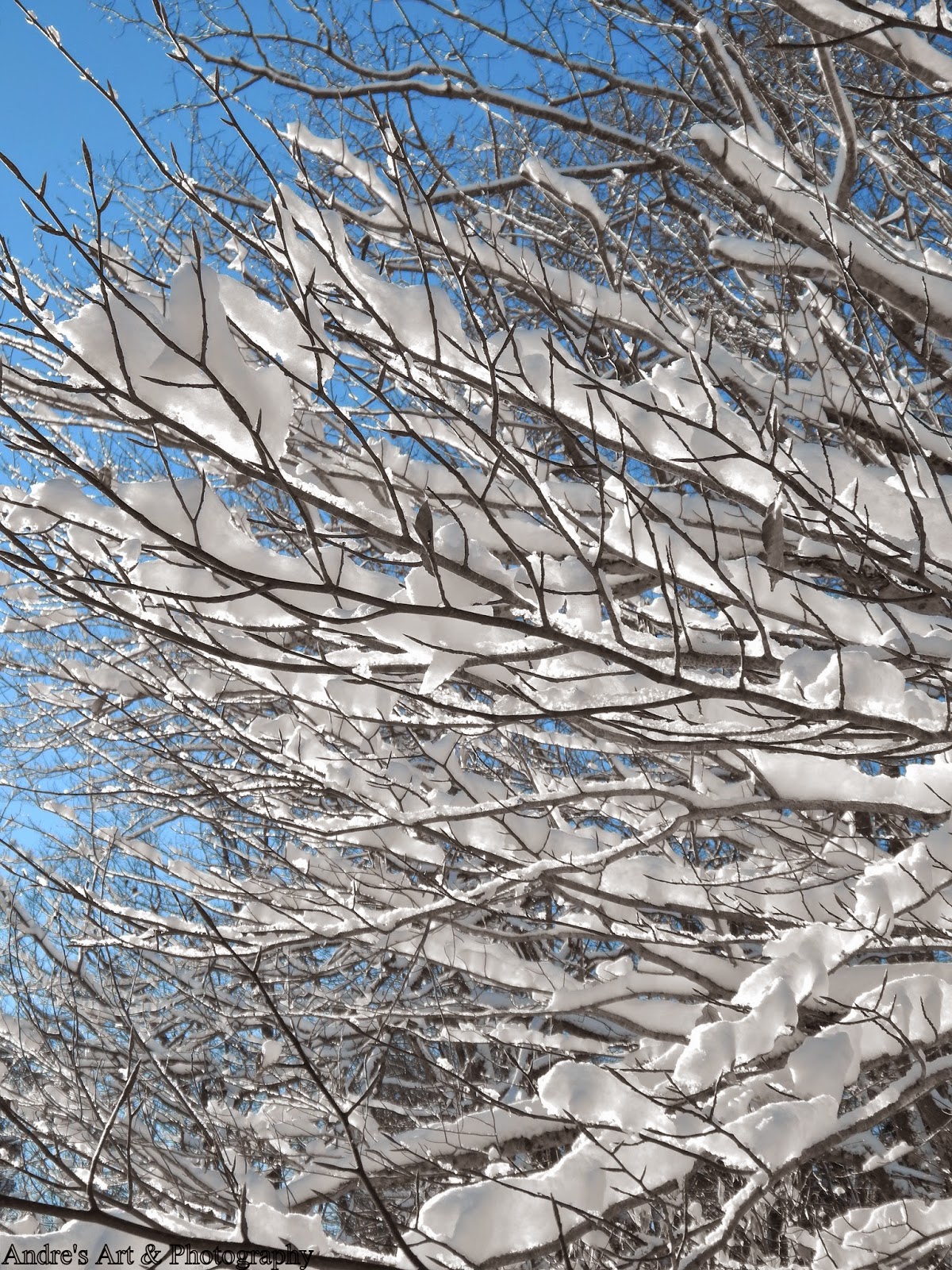 Through The Camera's Eyes: Andre's Photography Blog: Gossamer Ice ...