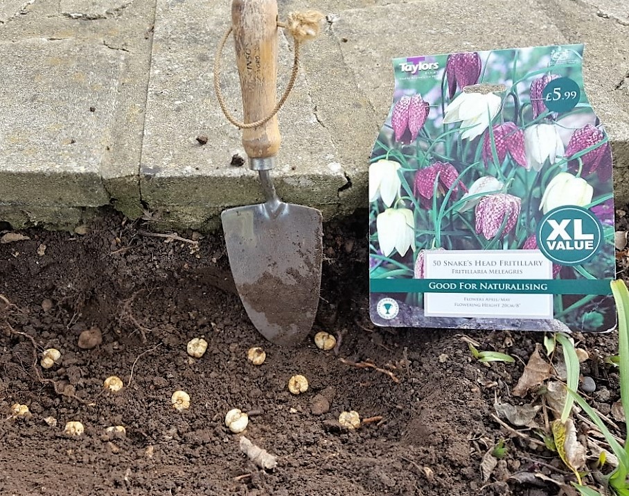 HOW TO GROW THE SNAKE'S HEAD FRITILLARY - Fritillaria meleagris |The ...