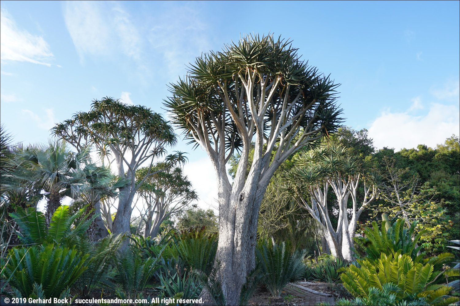 Aloes in Wonderland, the best-ever name for a nursery