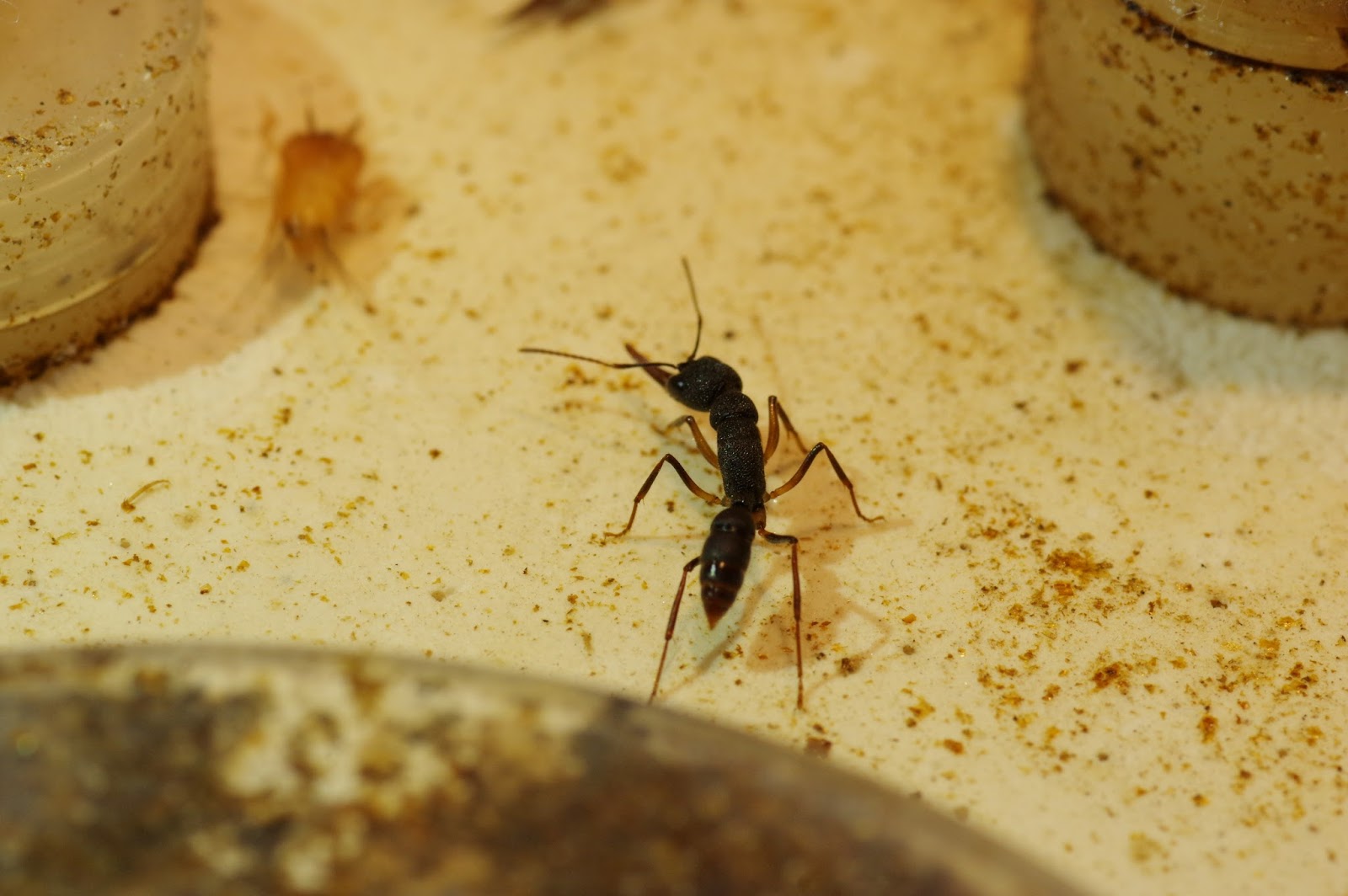 Johnson's bromeliads & falconry: Harpegnathos venator 獵鐮猛蟻