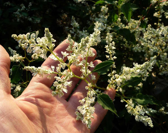 r o b i n 's y a r d: Fallopia baldschuanica (Polygonum baldschuanicum)