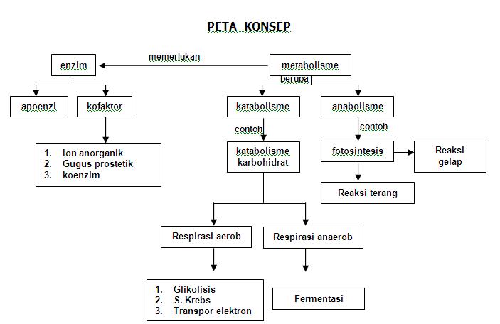 Metabolisme 1 | Materi dan Soal Biologi