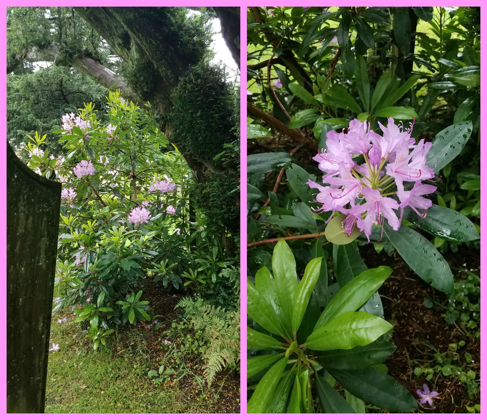Letting Go of the Bay Leaf: Grasmere (Showing Off a "Small Island" Part 9)