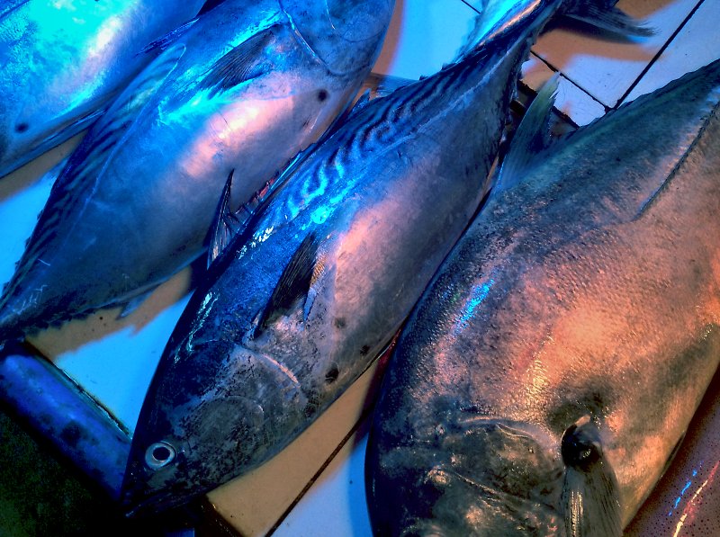 All about tuna | dead-hungry