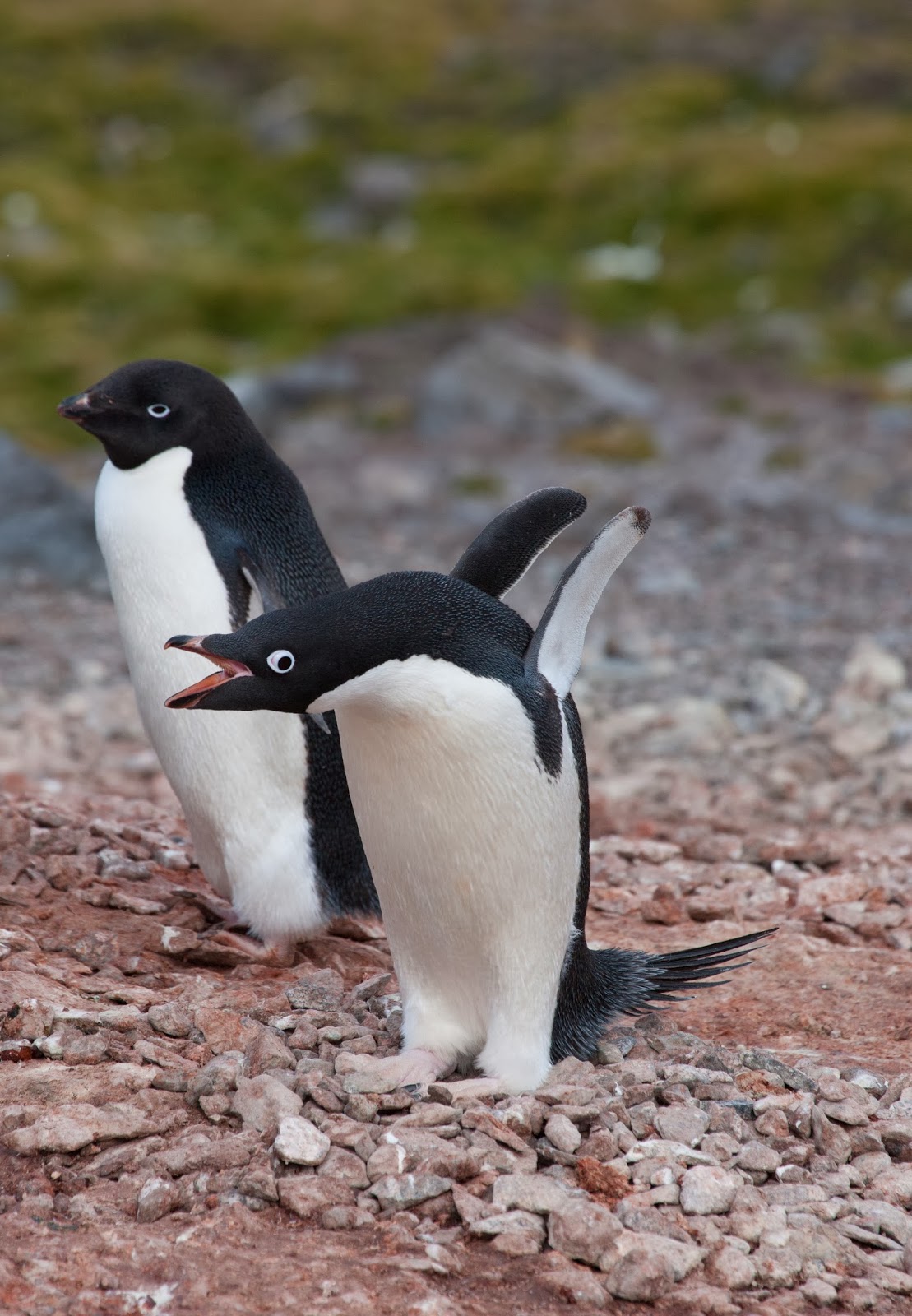 Garden Birds and other sightings...: Antarctica - Turret Point