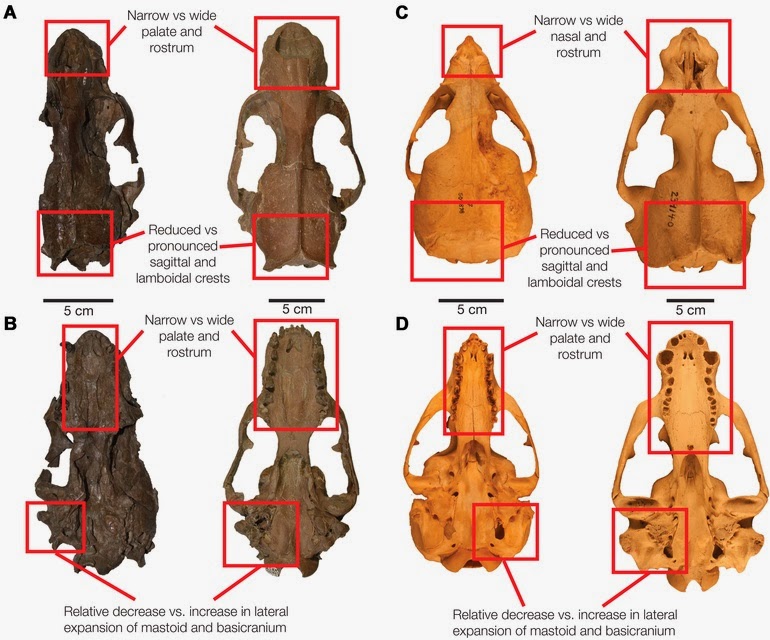 The Coastal Paleontologist: The last decade of Marine vertebrate ...