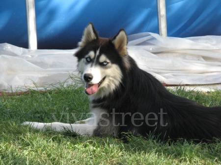 alla ricerca del Siberian Husky: 1. Peggiori annunci