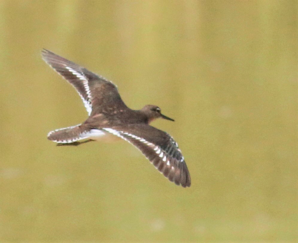 Ron-Nature-Adventures: A Comparison Between Wood Sandpiper and Common ...