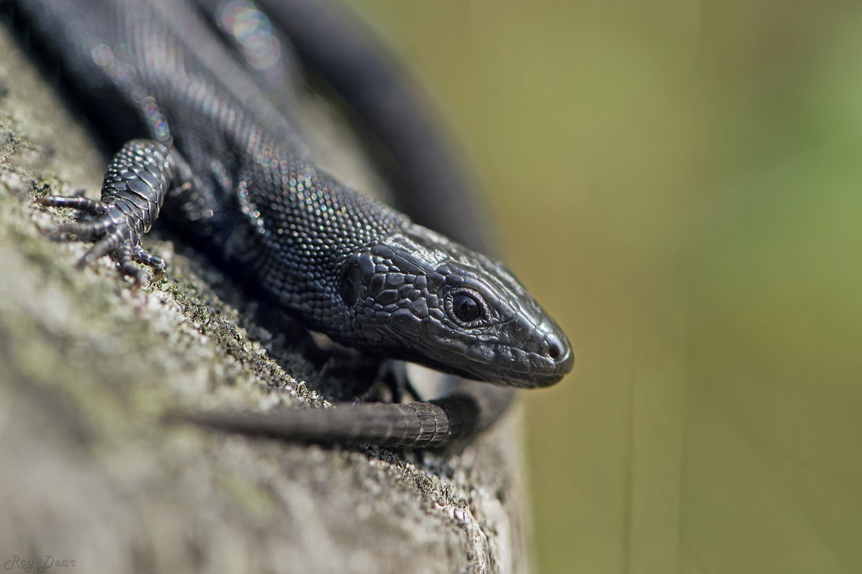 Foto's: Levendbarende Hagedis