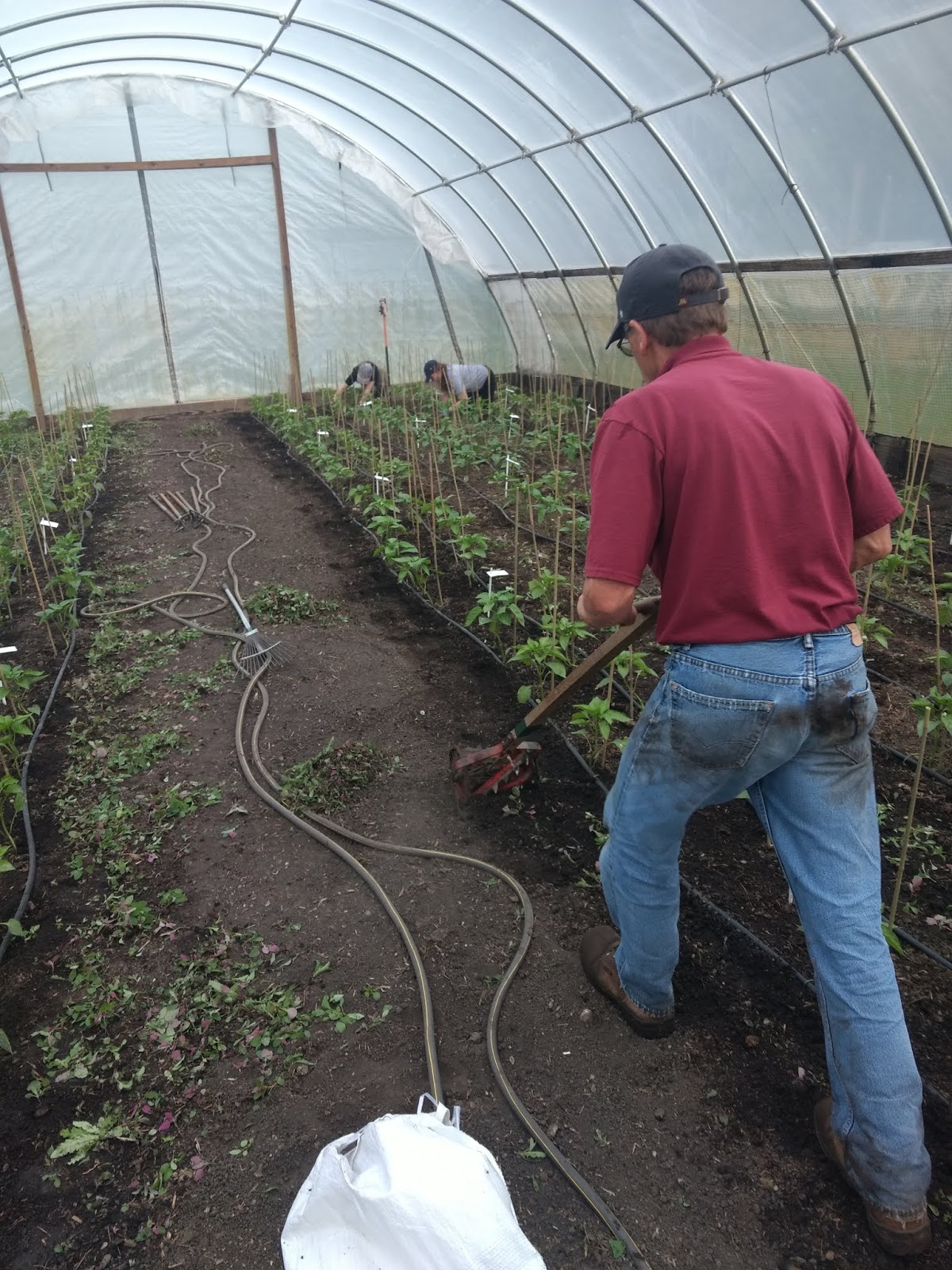 What Fruit and Vegetable Research is Happening at UMN in 2019?