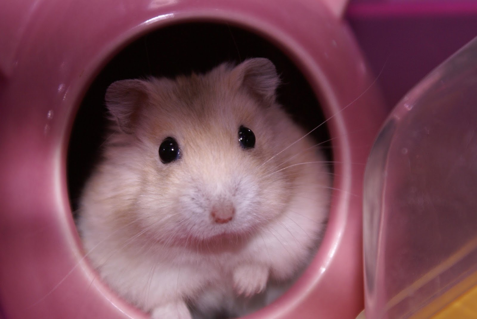 Hamster Sírio ou Porquinho da Índia? ~ Querido Gerbil