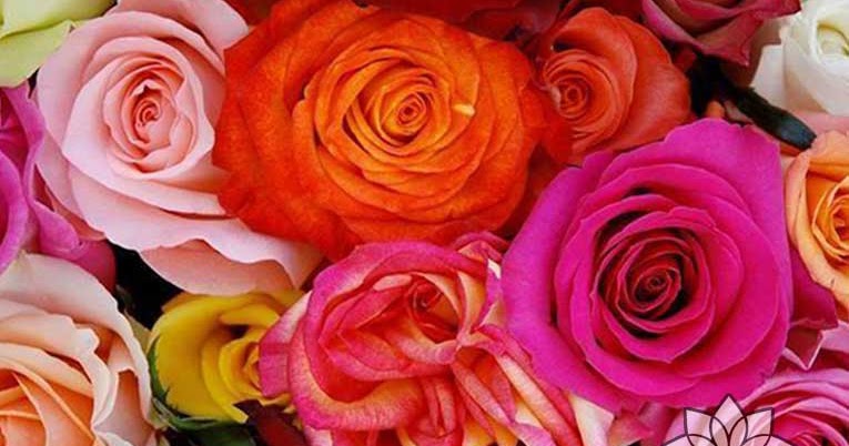 Arti Cinta Lengkap Warna Bunga Mawar - Bunga Untuk Cinta