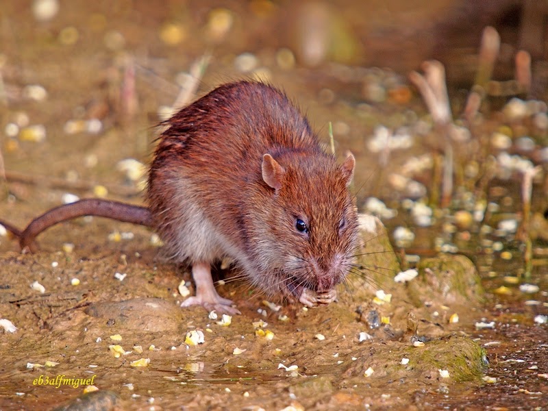 Miguel fotografia: Rata Negra (Rattus rattus)