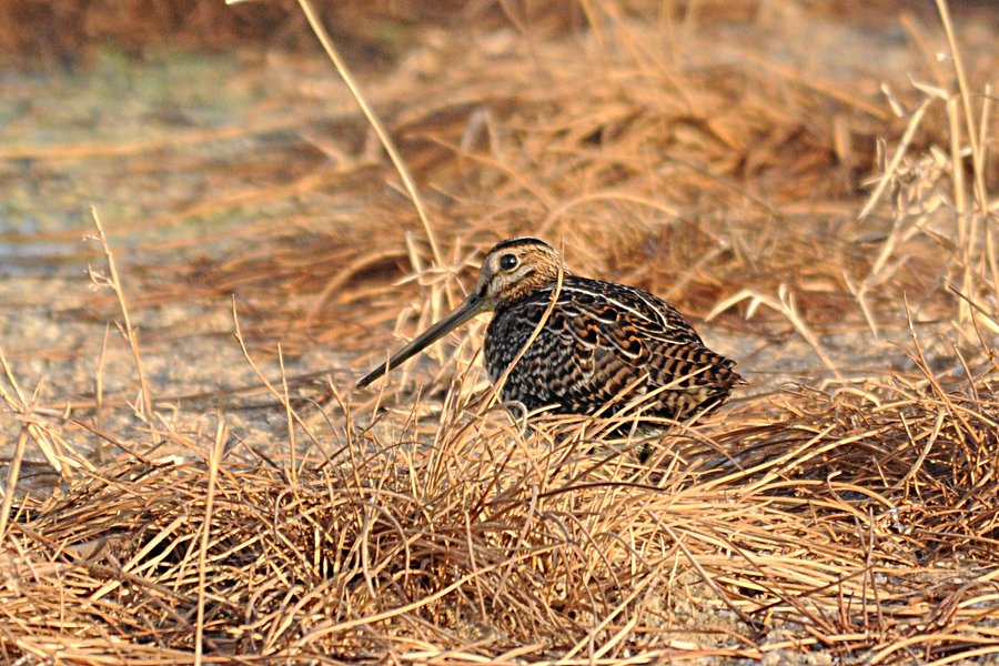 Birds of Saudi Arabia: Pin-tailed Snipe - Sabkhat Al Fasl